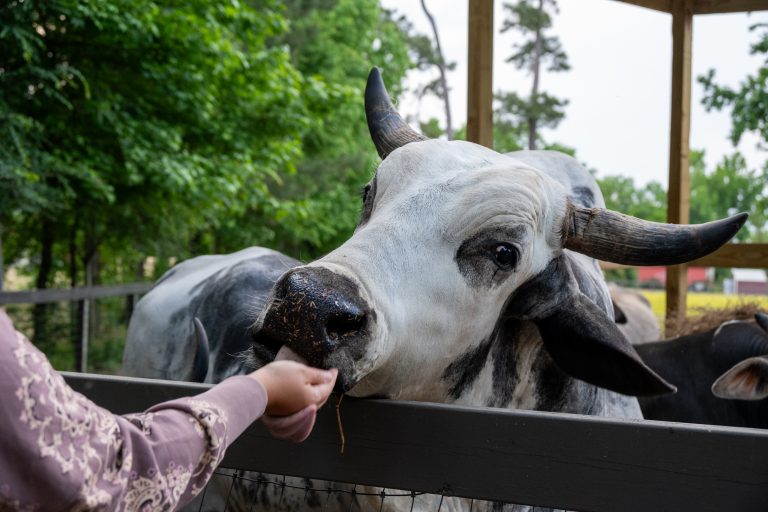 Experience Life on a Farm by staying at Sweet Valley Ranch