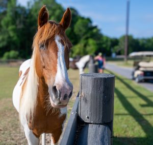 Experience Life on a Farm by staying at Sweet Valley Ranch