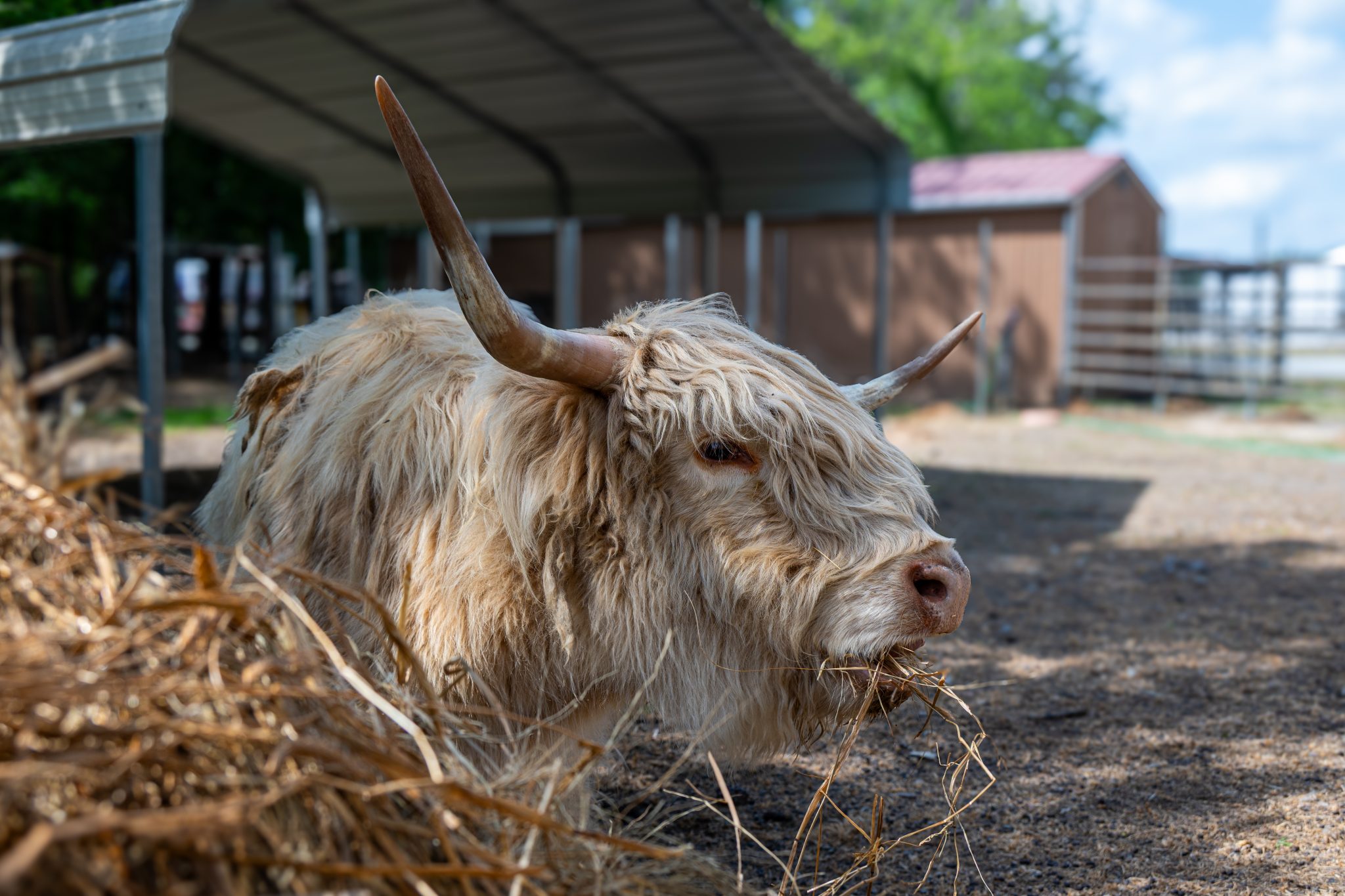 Experience Life on a Farm by staying at Sweet Valley Ranch